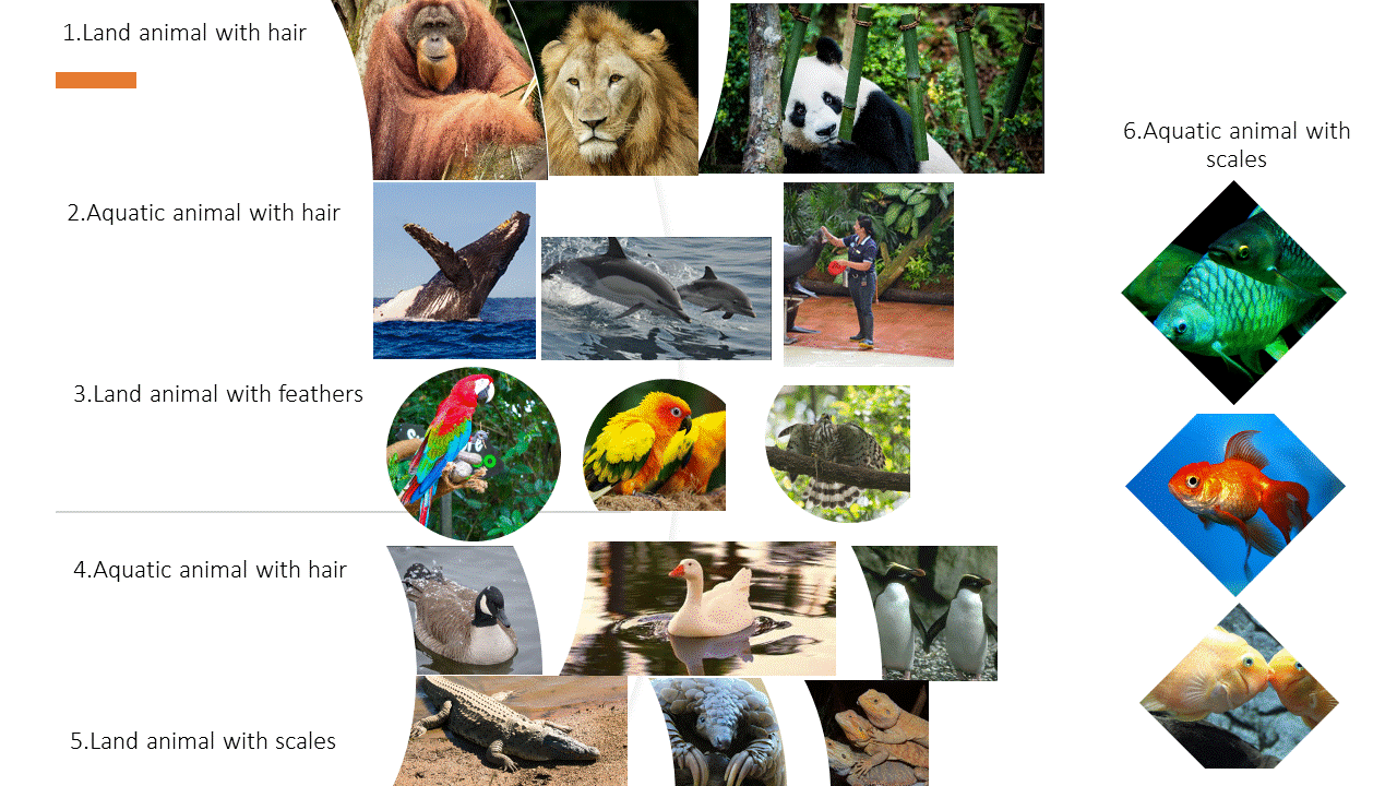 I am a Young Scientist: Featured project - classification of zoo ...