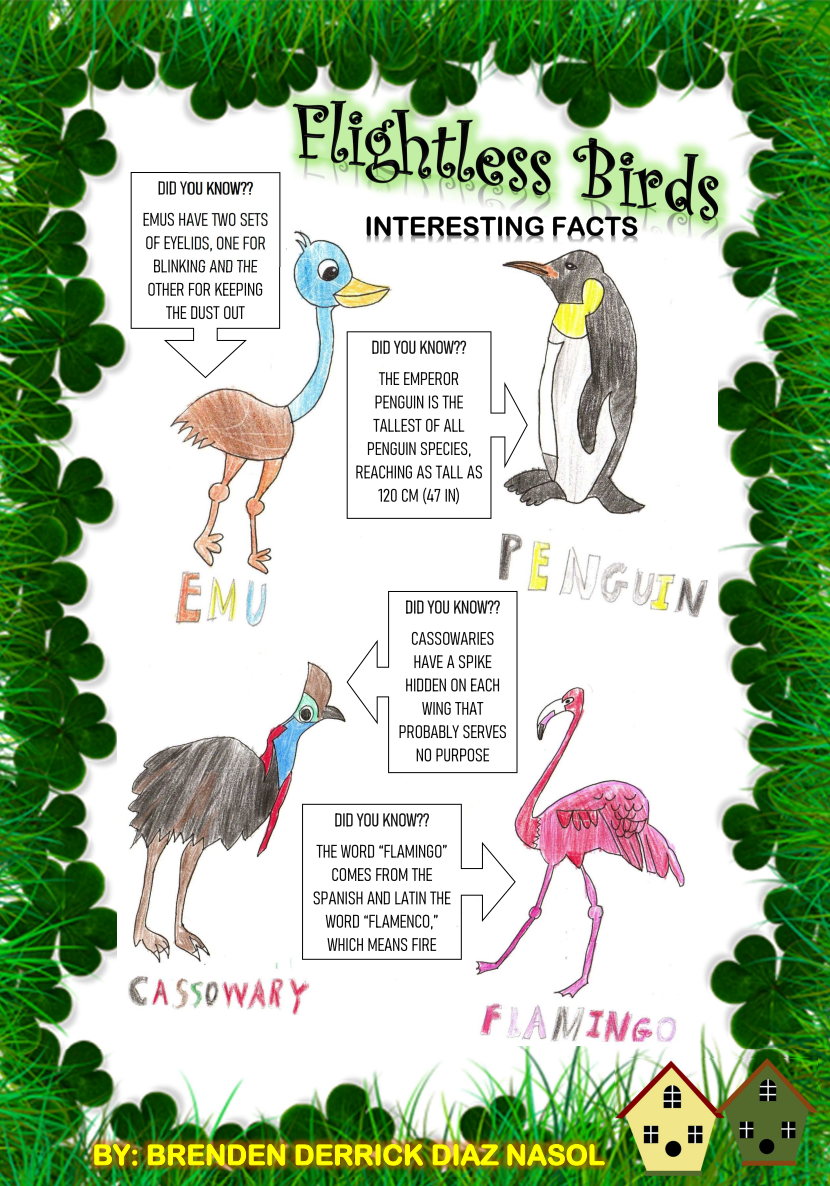 I am a Young Scientist: Featured project - Flightless birds by Brendan ...