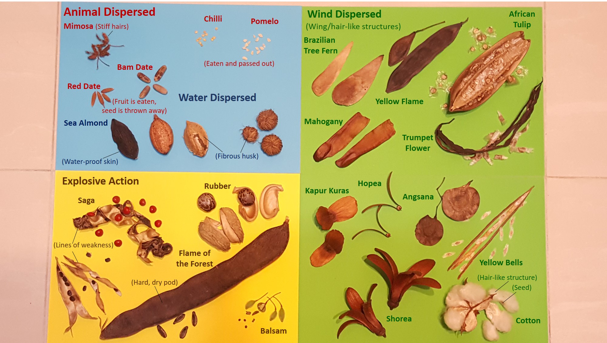 I am a Young Scientist: Featured project - Seed dispersal by Hannah Goh