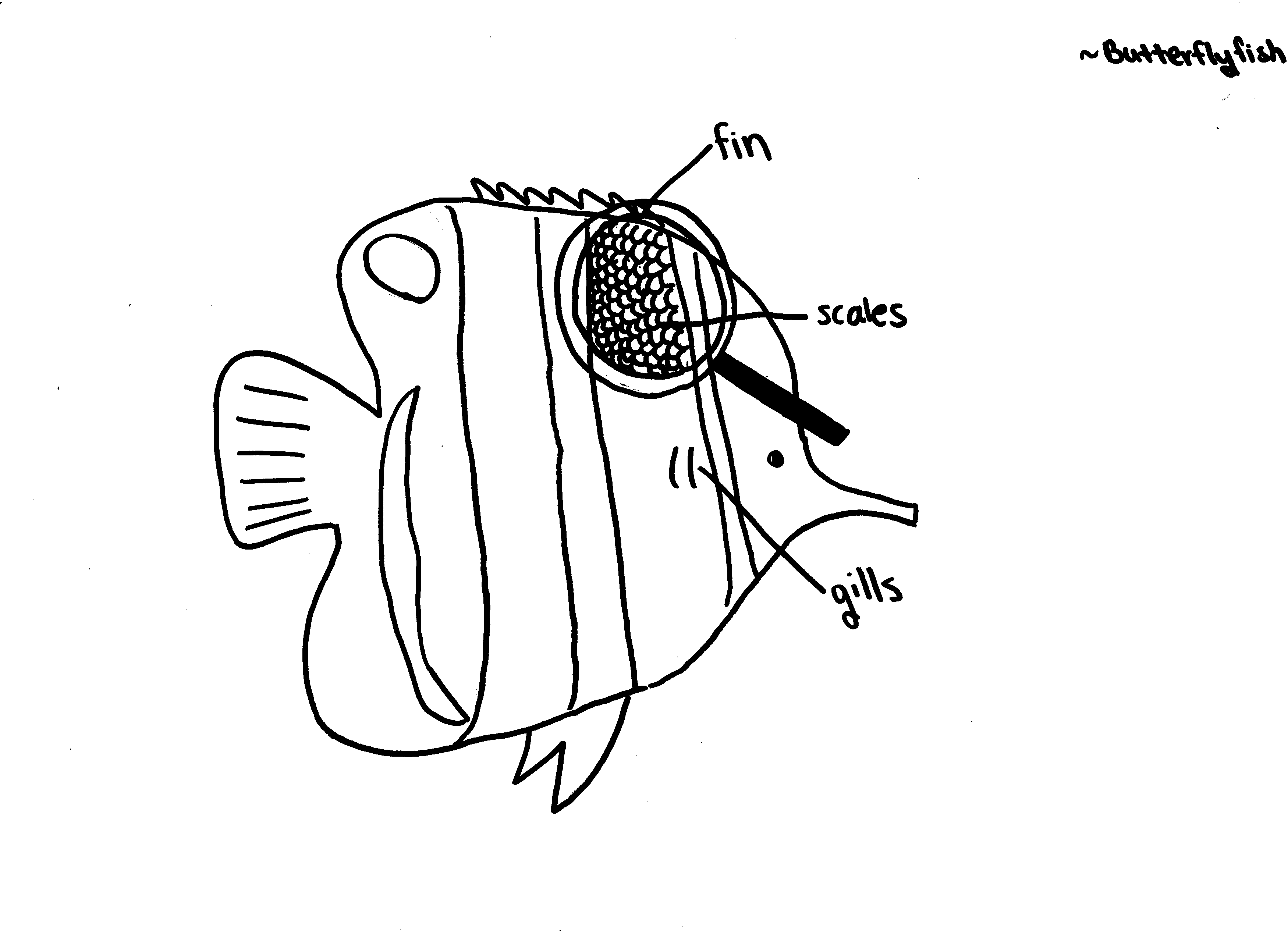 Featured projects: FIN-tastic - Anya Xu